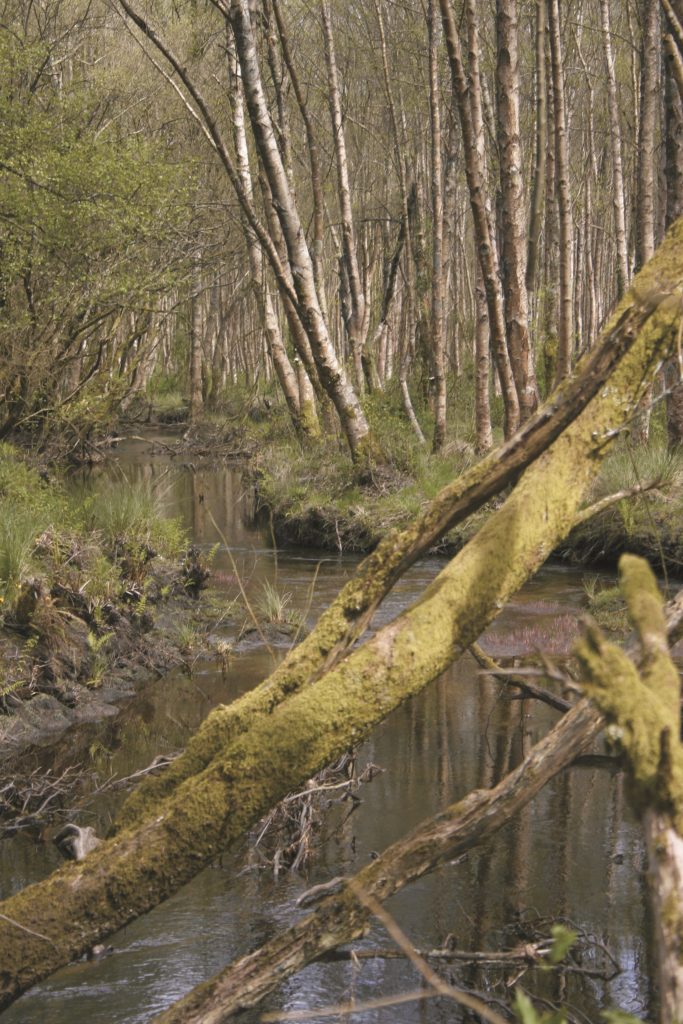 River corridors – LIFE Fluvial