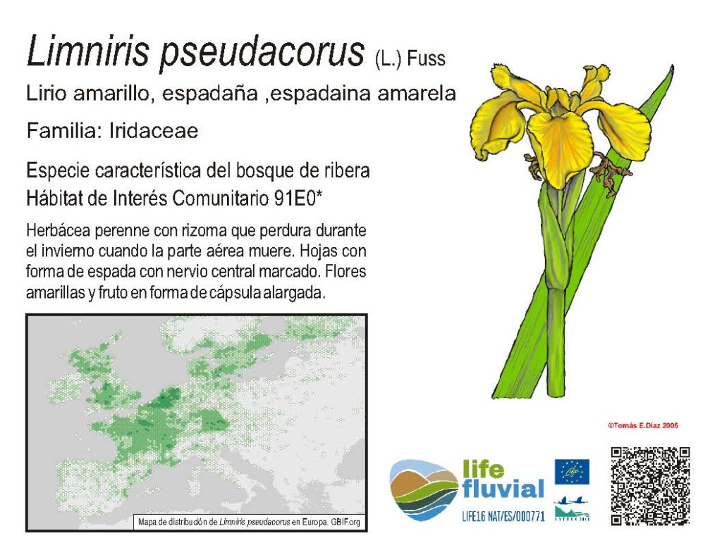 Limniris_pseudacorusColor – LIFE Fluvial