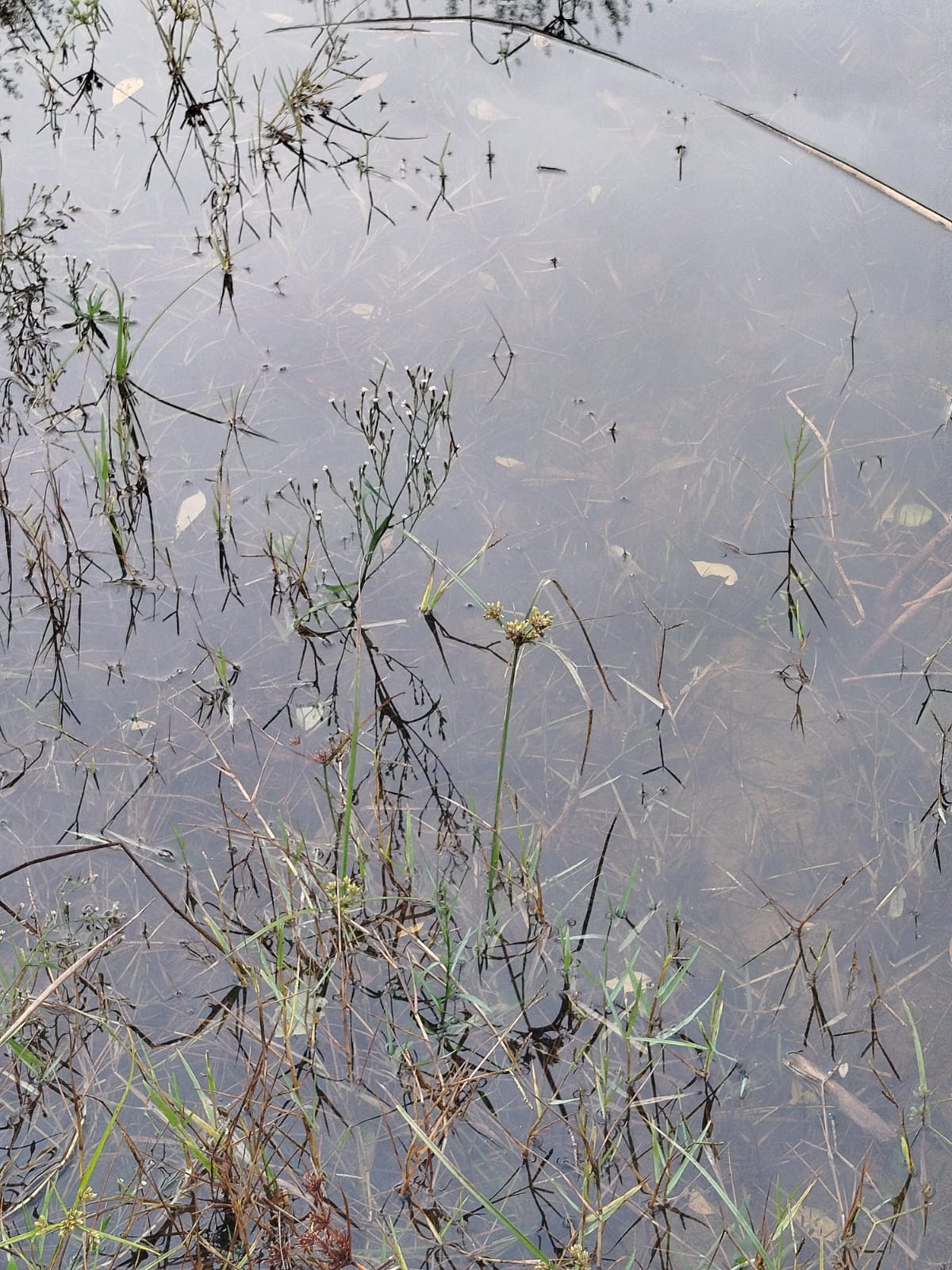 After-LIFE FLUVIAL: seguimiento y evolución de la restauración en la ...
